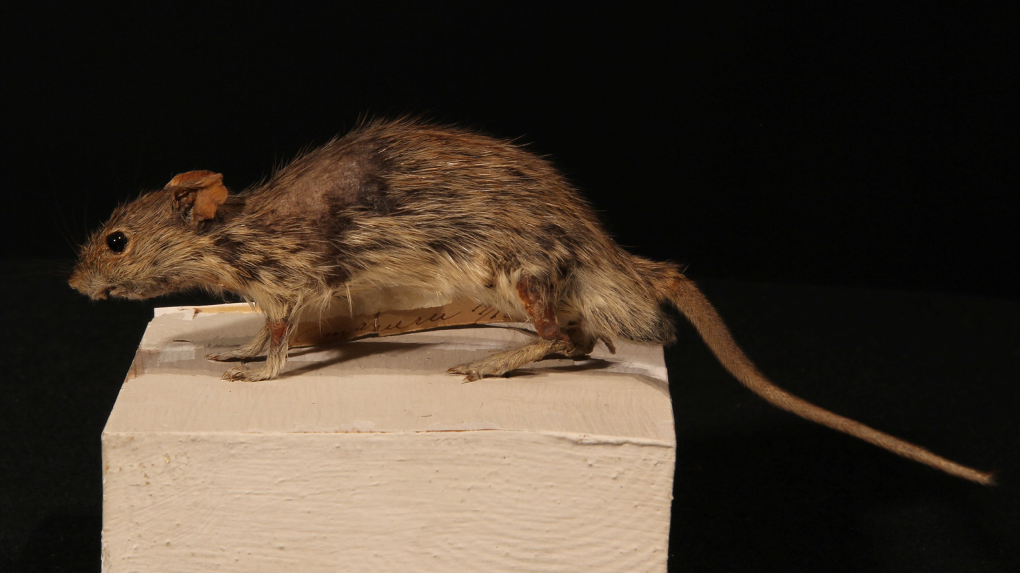 Strimmig mus - Vänersborgs museum