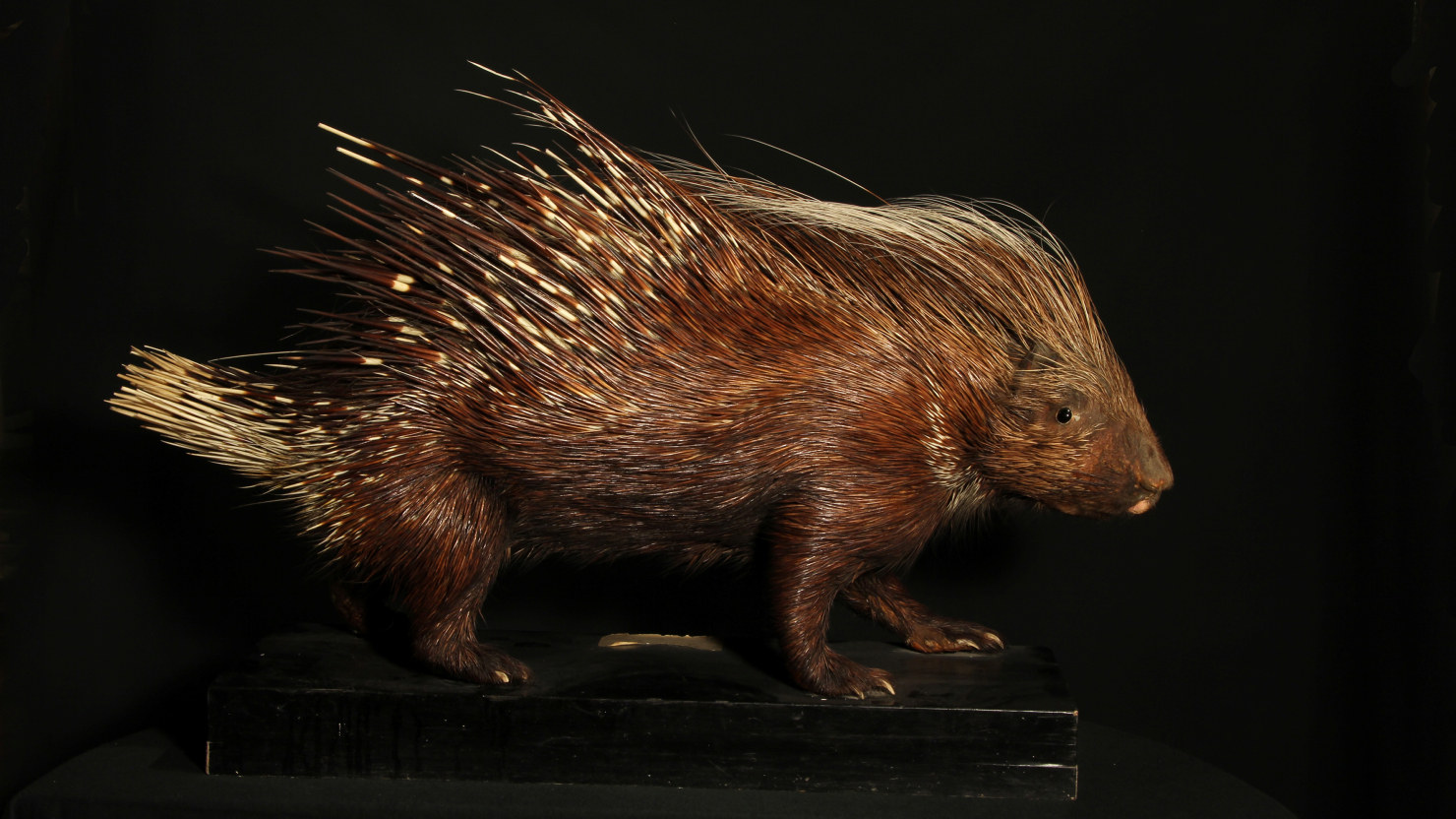 Piggsvin - Vänersborgs museum