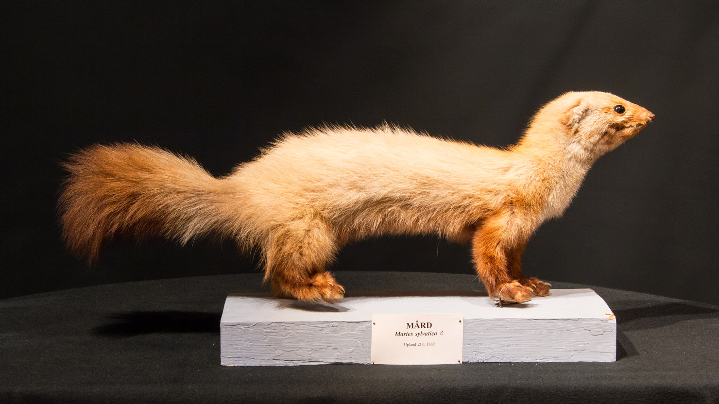 Mård - Vänersborgs museum