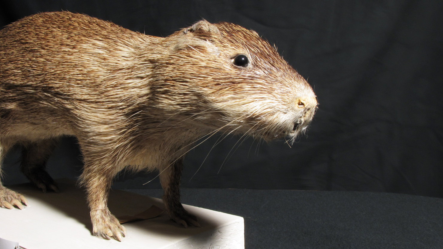 Cane rat - Public_Vanerborgsmuseum
