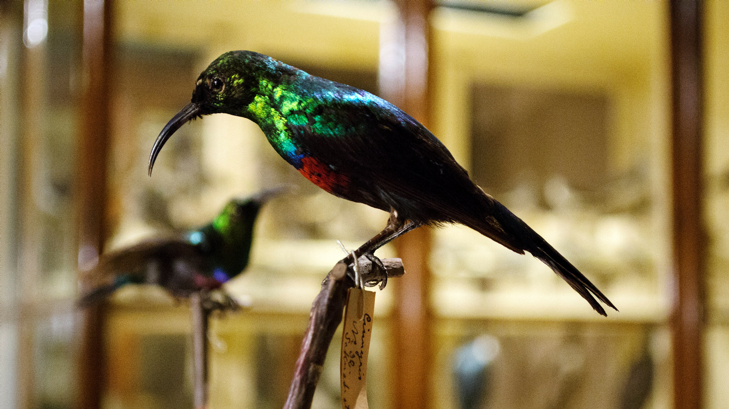 Sunbirds - Hummingbirds from Africa - Public_Vanerborgsmuseum